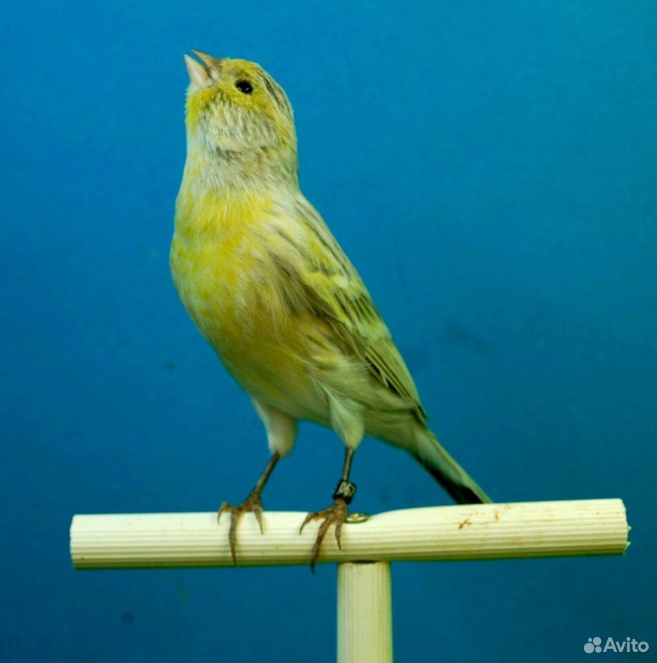 Продам канареек
