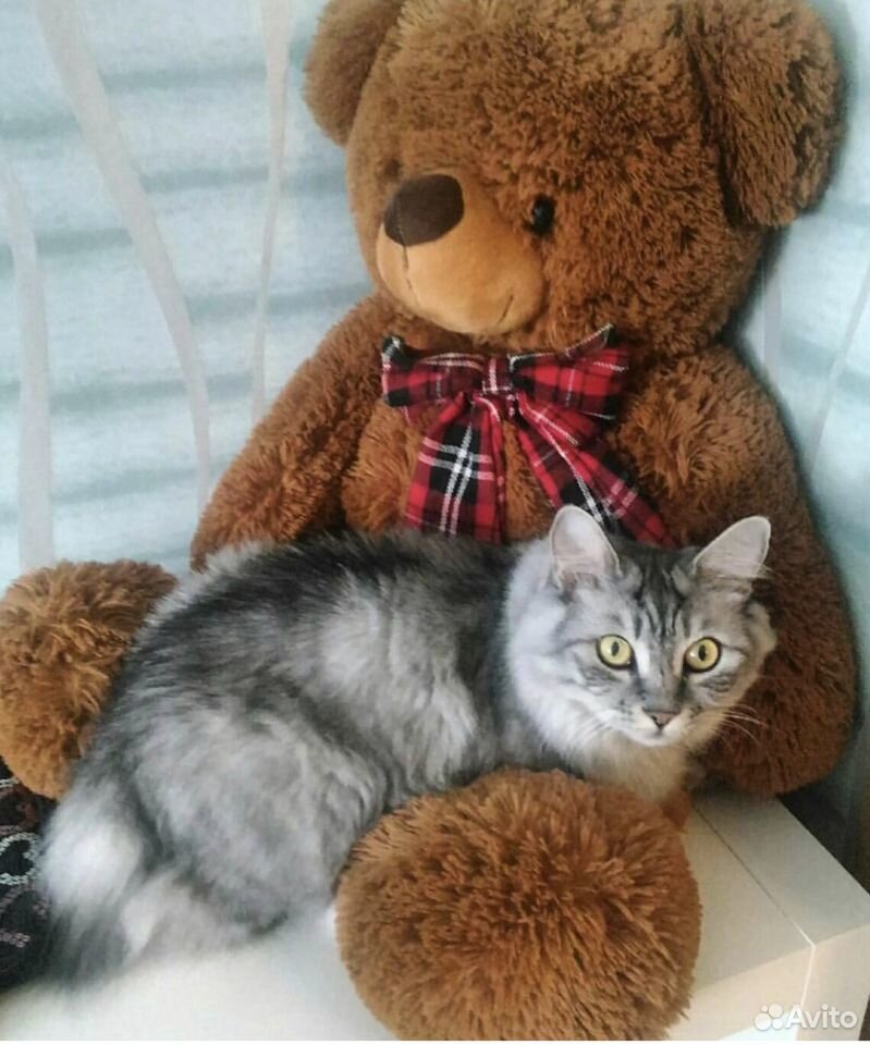 Курильский бобтейл