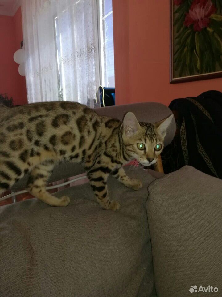 Кошечка бенгала