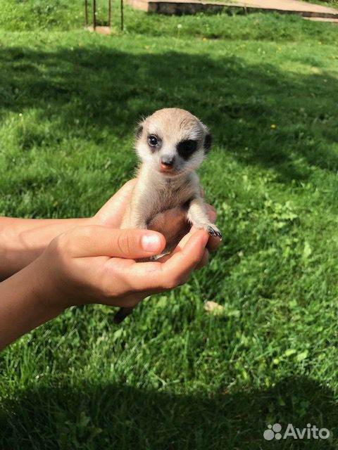 Малыши суриката