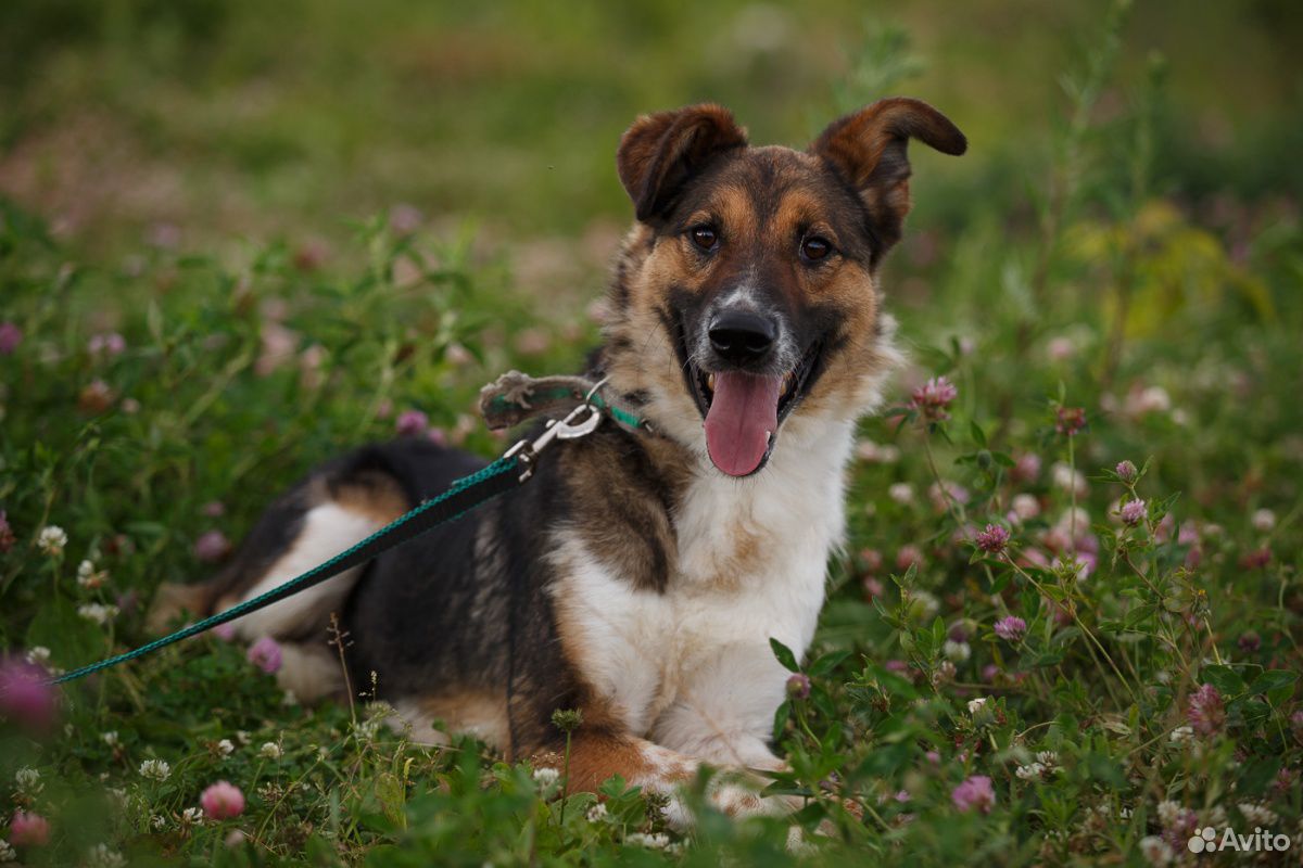 Собака в добрые руки