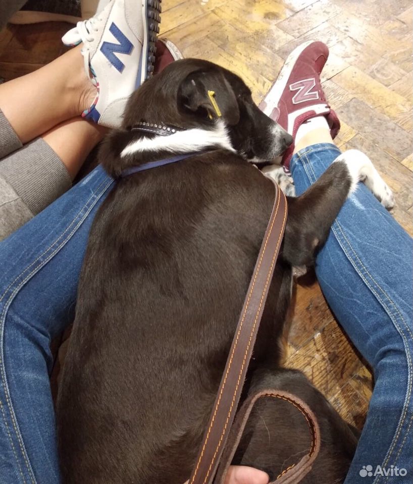Ласка из приюта ищет дом