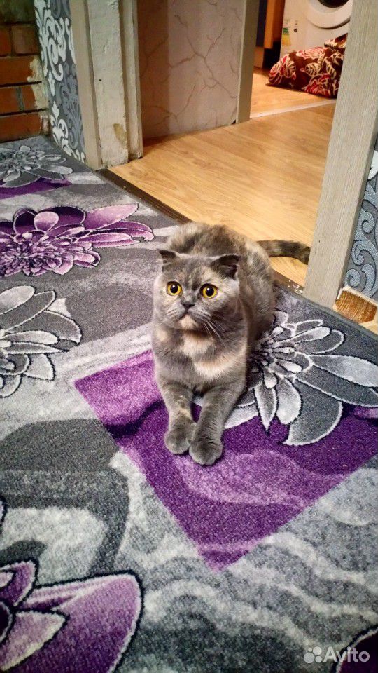 Шотландская веслоухая (скоттиш-фолд)