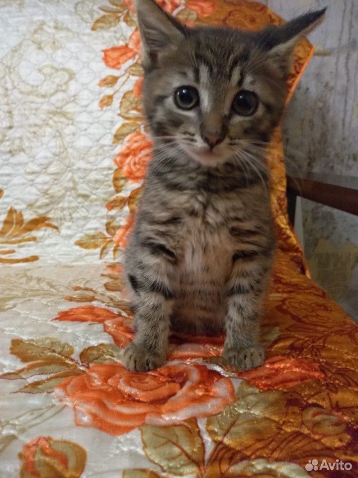 Чудесный котенок