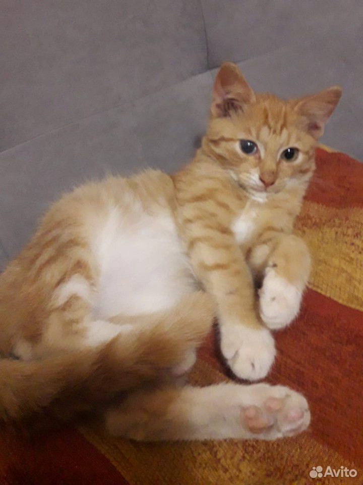 Рыжик котенок мальчик в дар