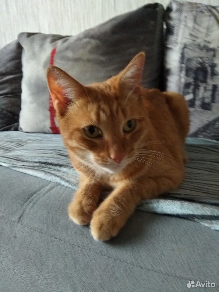 Кот Тихон
