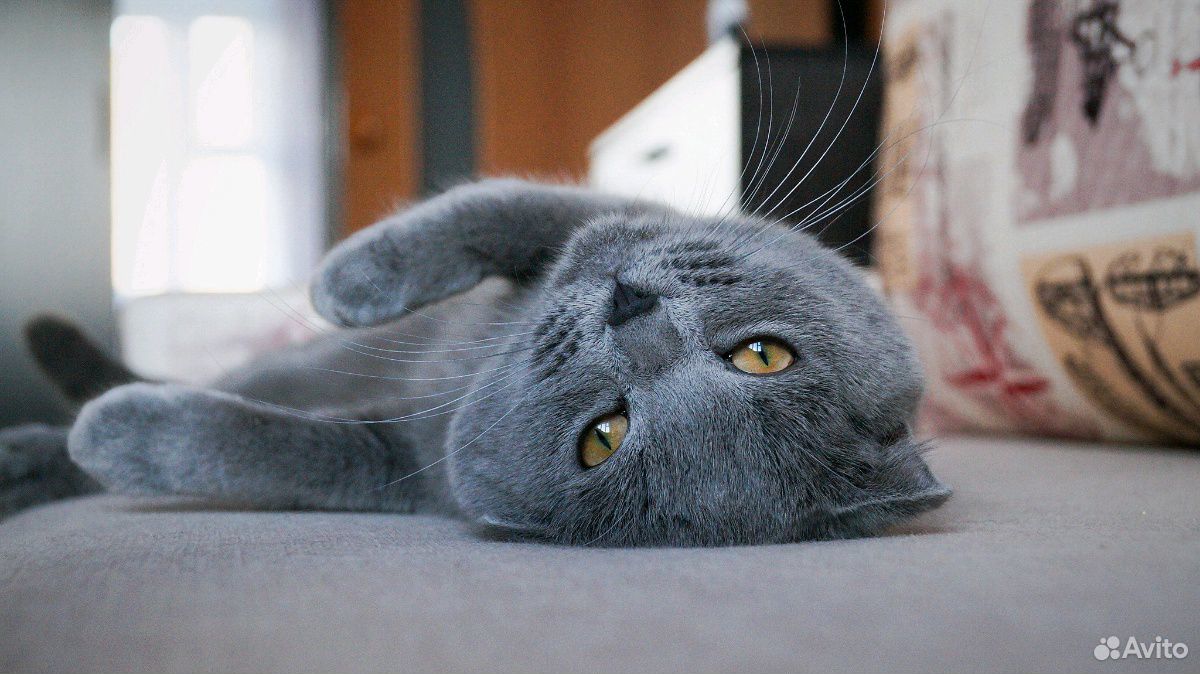 Вязка Шотландский вислоухий кот