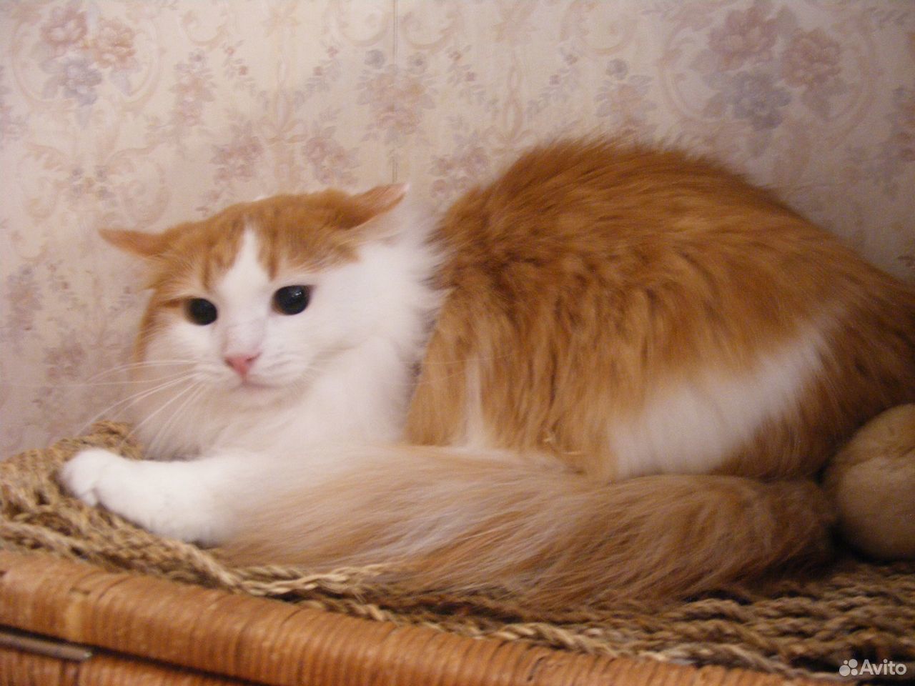 Алиса - очень пушистая и робкая малышка (10 мес.)