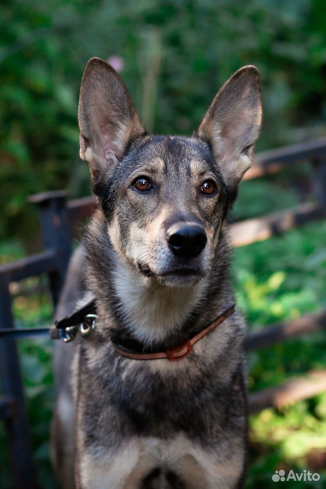 Обворожительная Муночка ищет дом