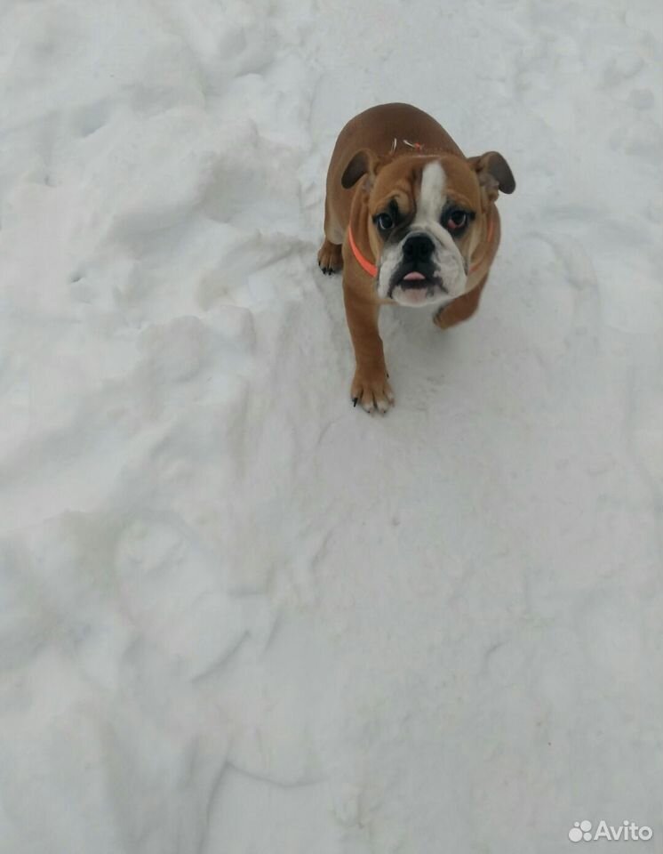 Щенок Английского бульдога