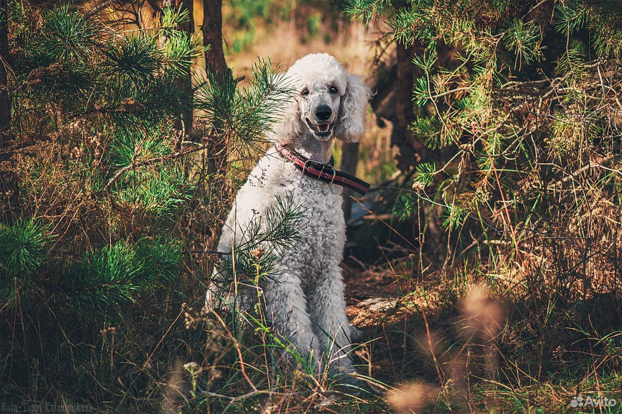 Королевский пудель вязка мальчик ищет девочку