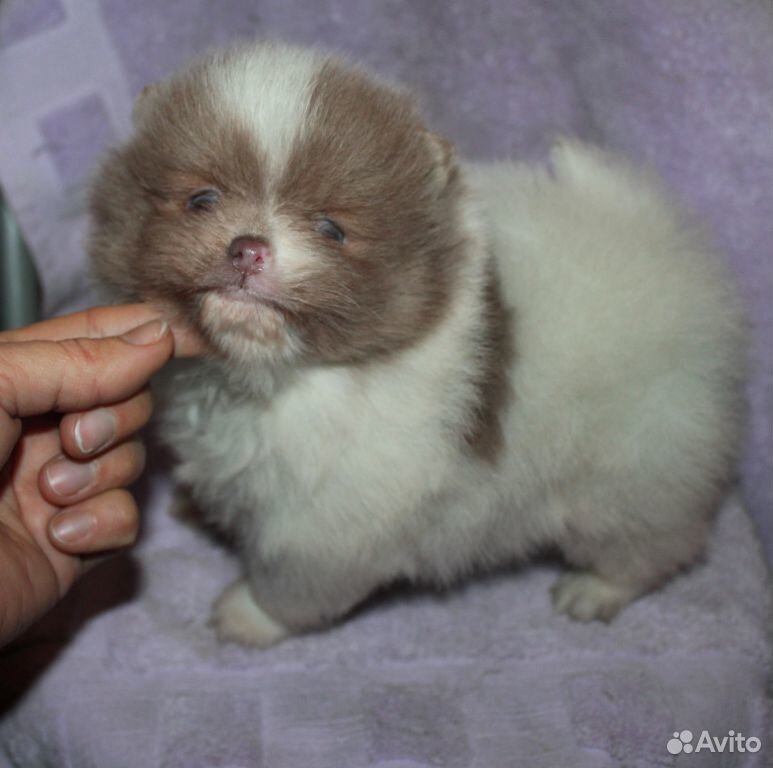 Померанский шпиц Бело-лиловый Зефирчик