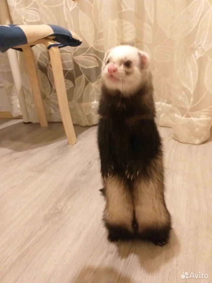 Ждём невест, вязка хорька