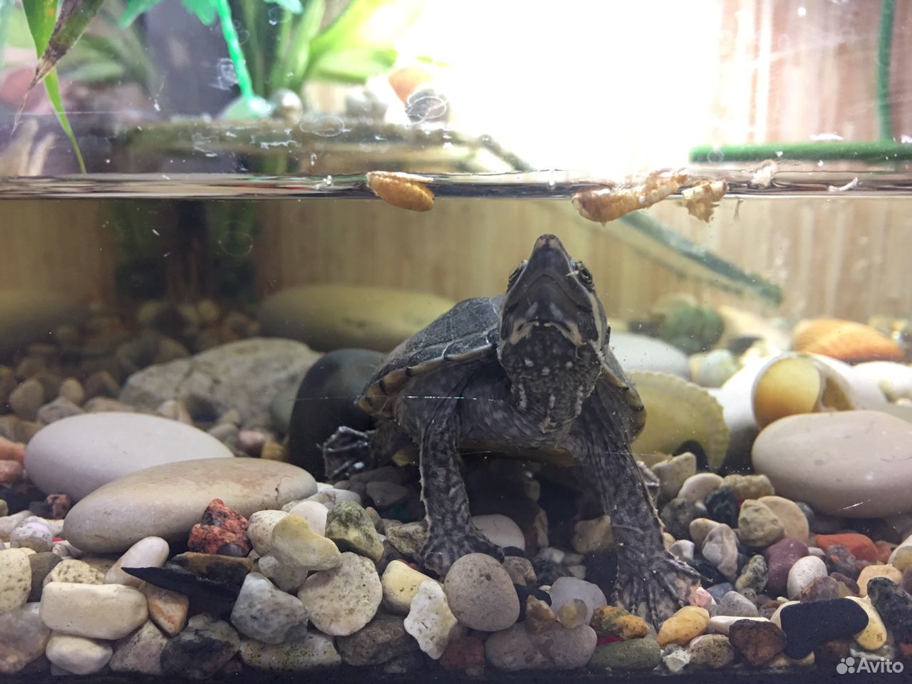 Мускусная черепаха с Аквариумом