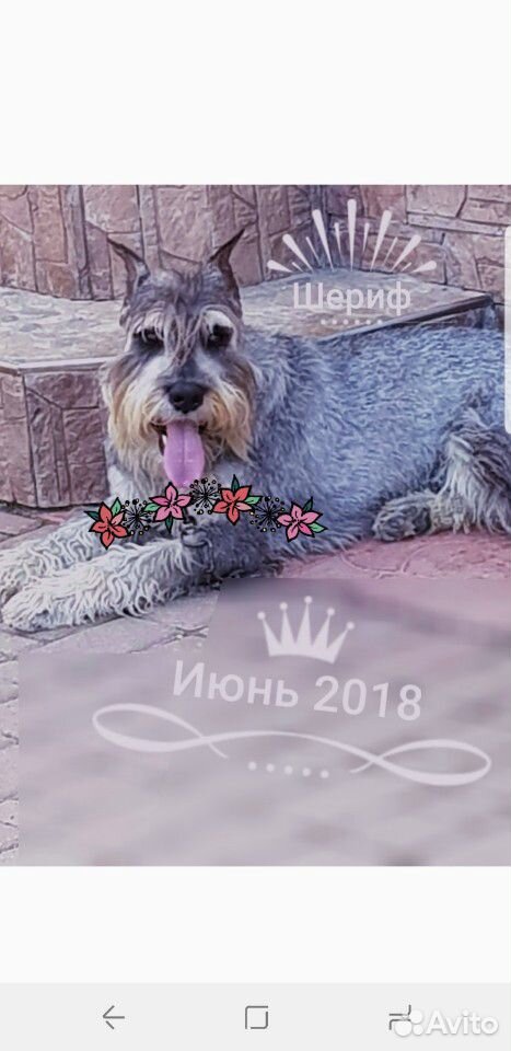 Миттельшнауцер