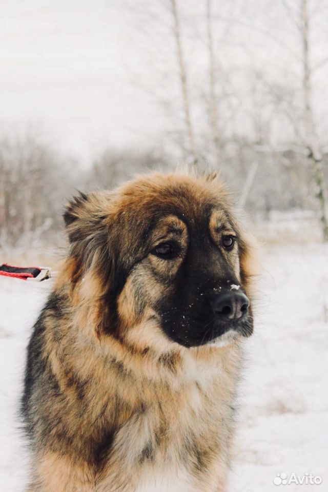 Отдам в хорошие руки, ласковая девочка Шерри