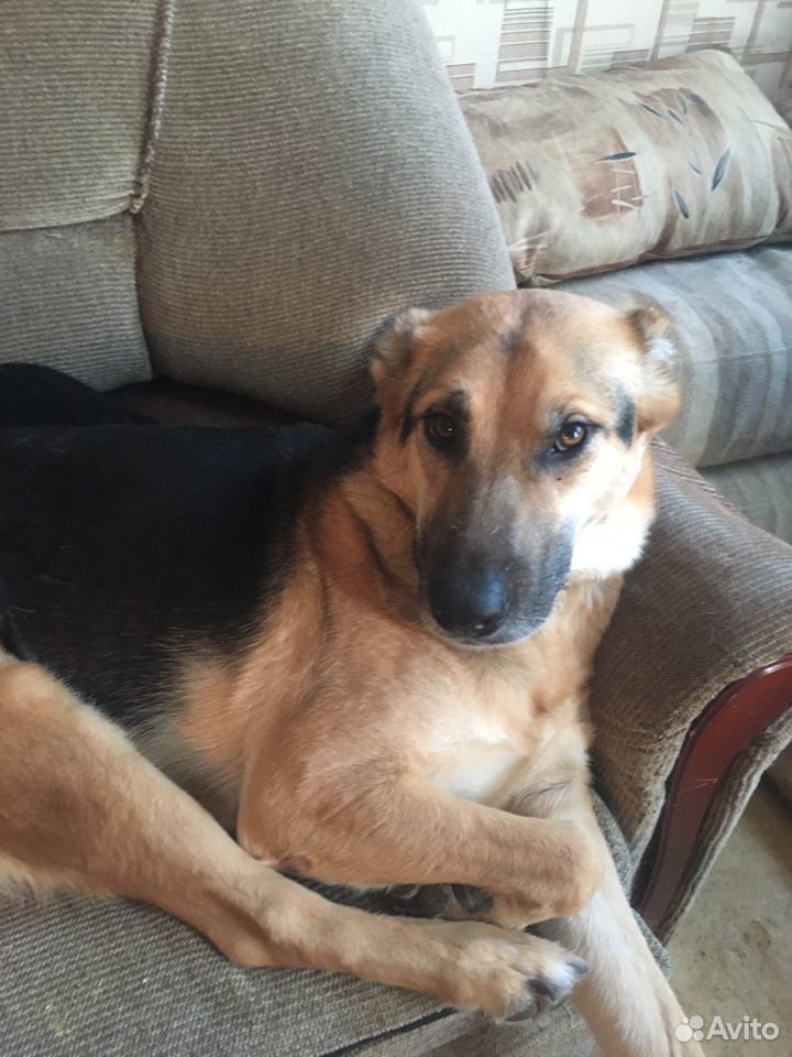 Собака Сарра в добрые руки