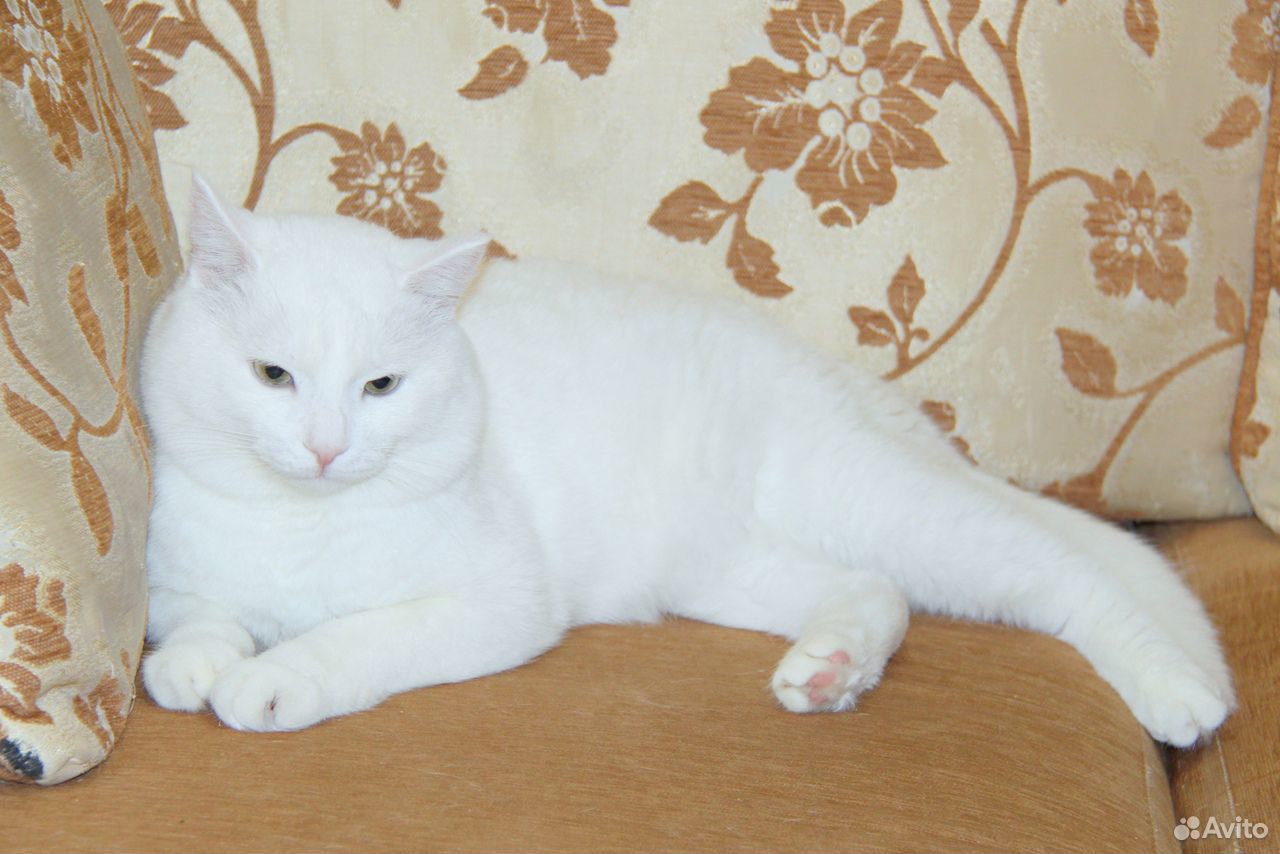 Белоснежный красавчик и очень крутяцкий кот Айсик