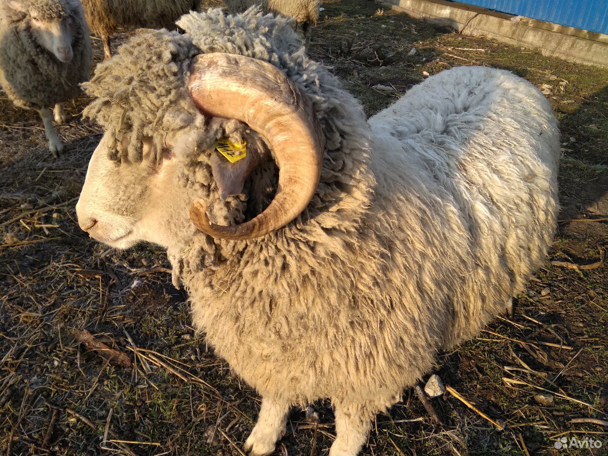 Баран меринос