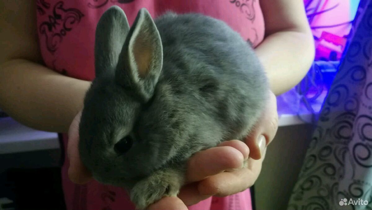 Декоративные крольчата