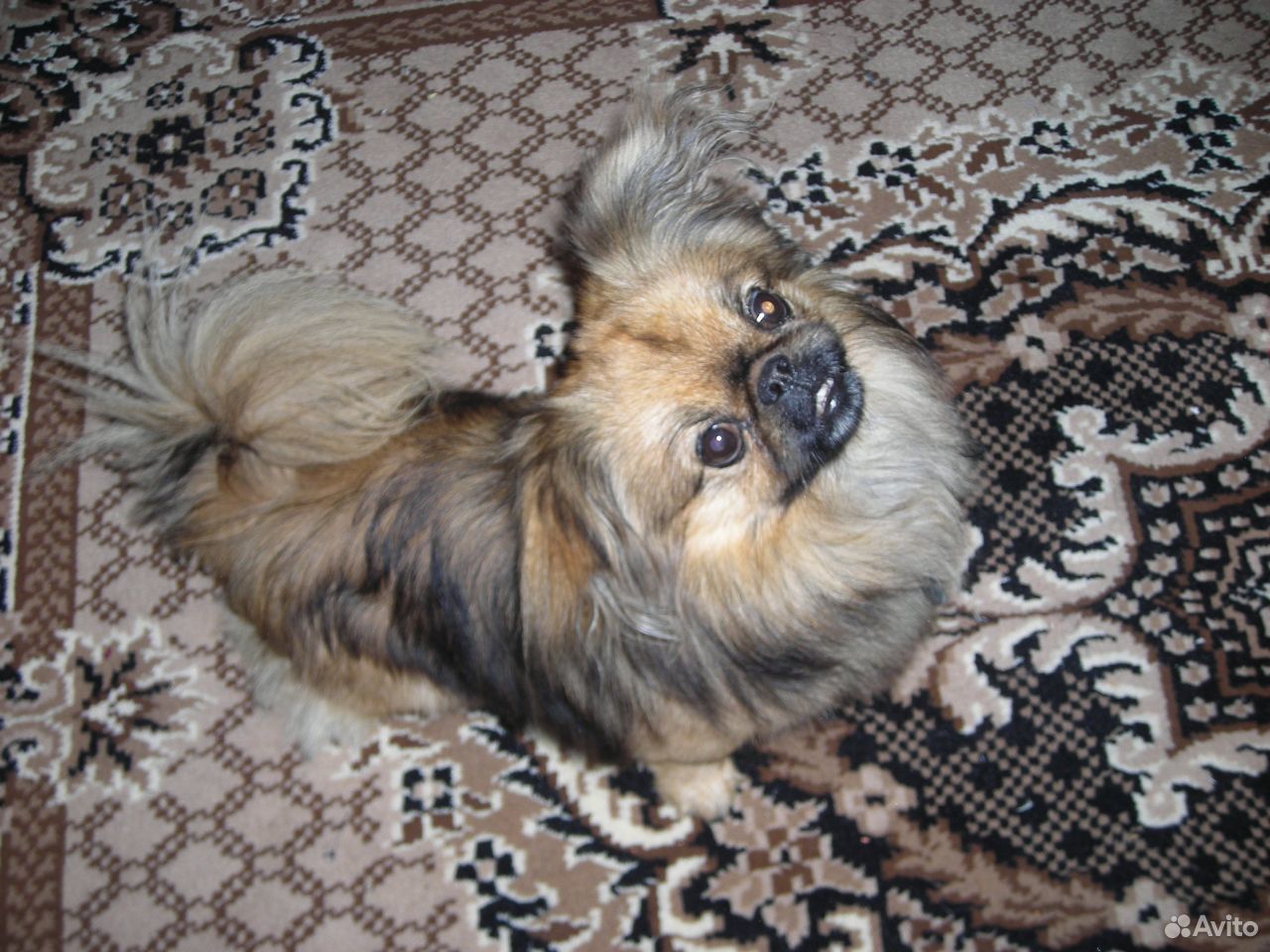 Пекинес, девочка 2 месяца