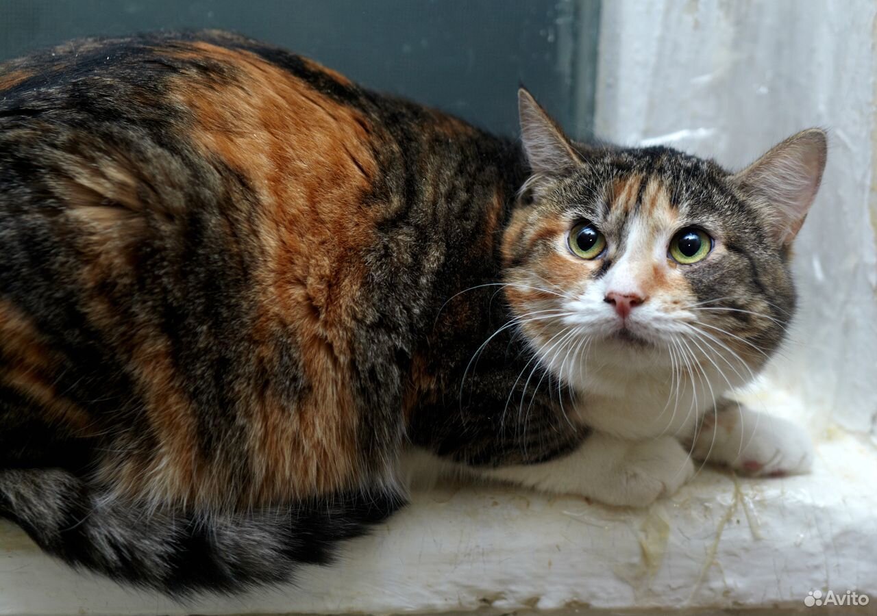 Груша ищет дом