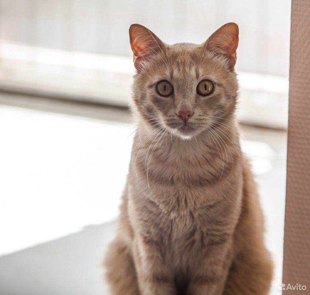 Персиковый красавчик Богдан