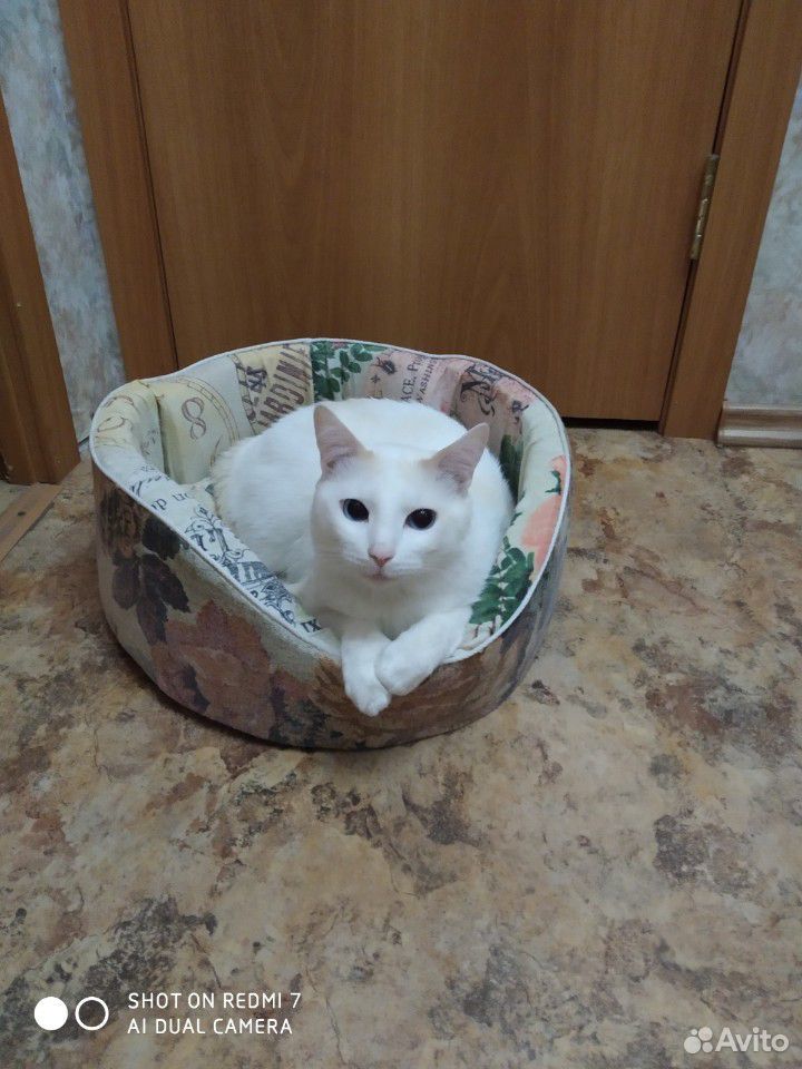 Ред поинт тайский