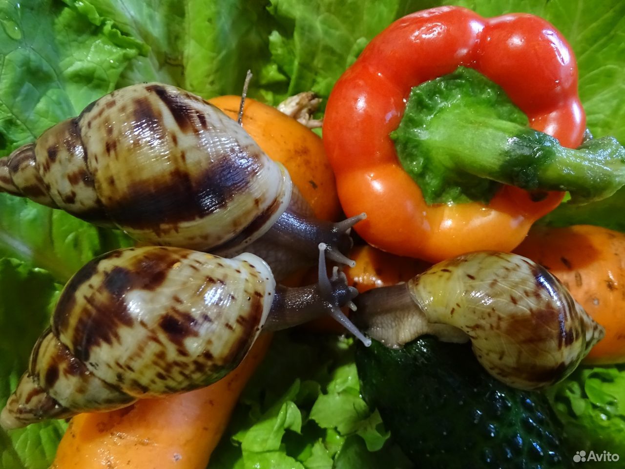 Улитята Гигантских Африканских улиток