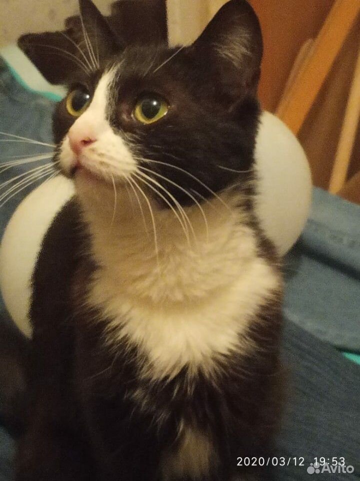 Кошка Китти