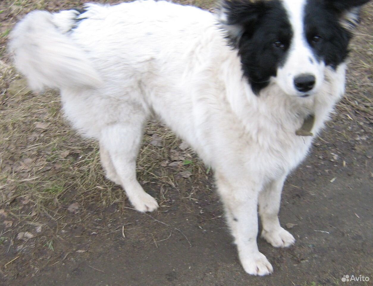 Пристраивается щенок Барон