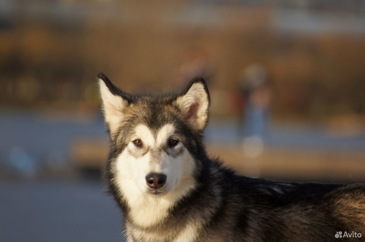 Девочка Маламут Щенок
