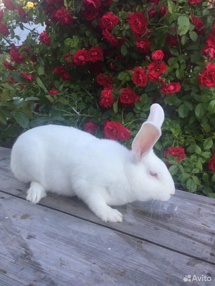 Кролики Белый Панон