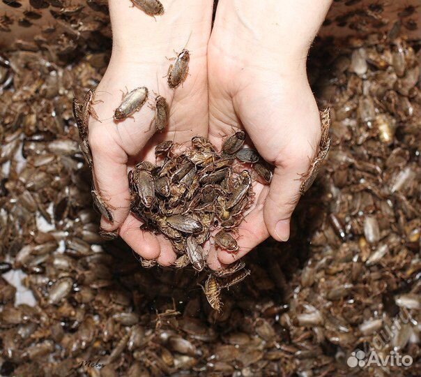 Мраморные тараканы