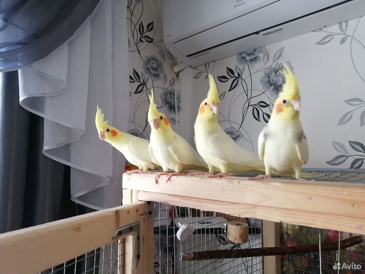 Птенцы кореллы