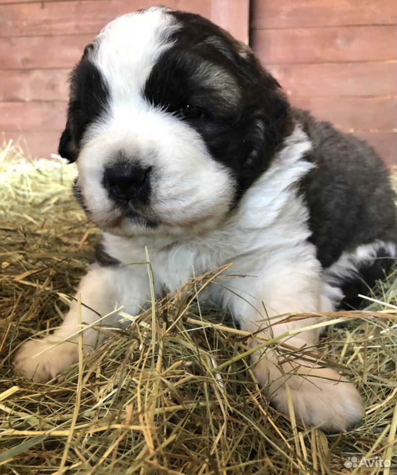 Лучший охранник