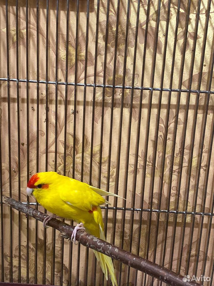 Попугай Какарик самец