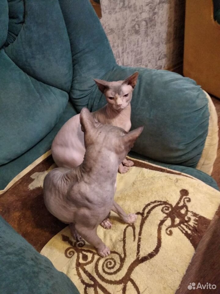 Отдам сфинкса девочку