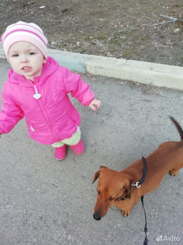 Такса в добрые руки