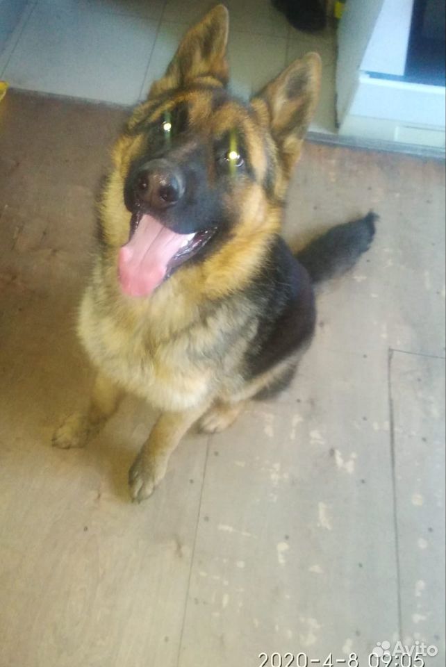 Найден кобель немецкой овчарки