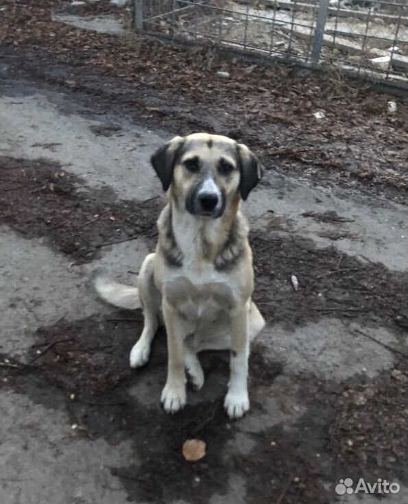 Собака компаньон