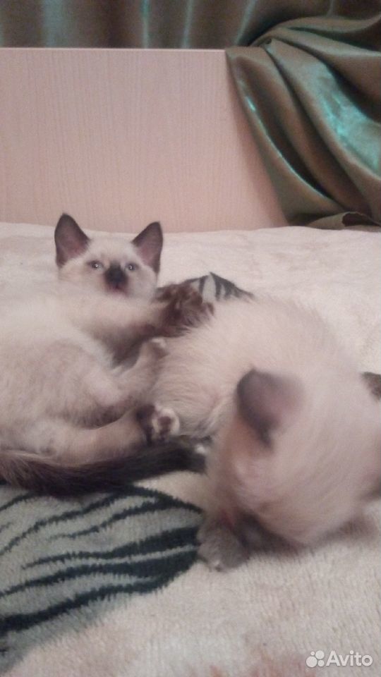 Тайские котята