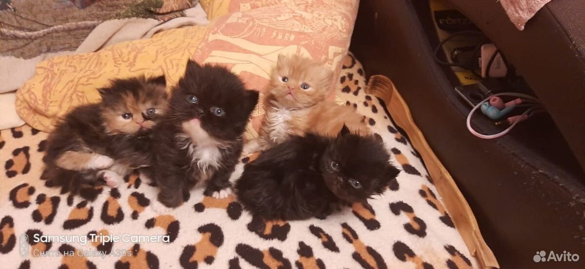 Персидский котята