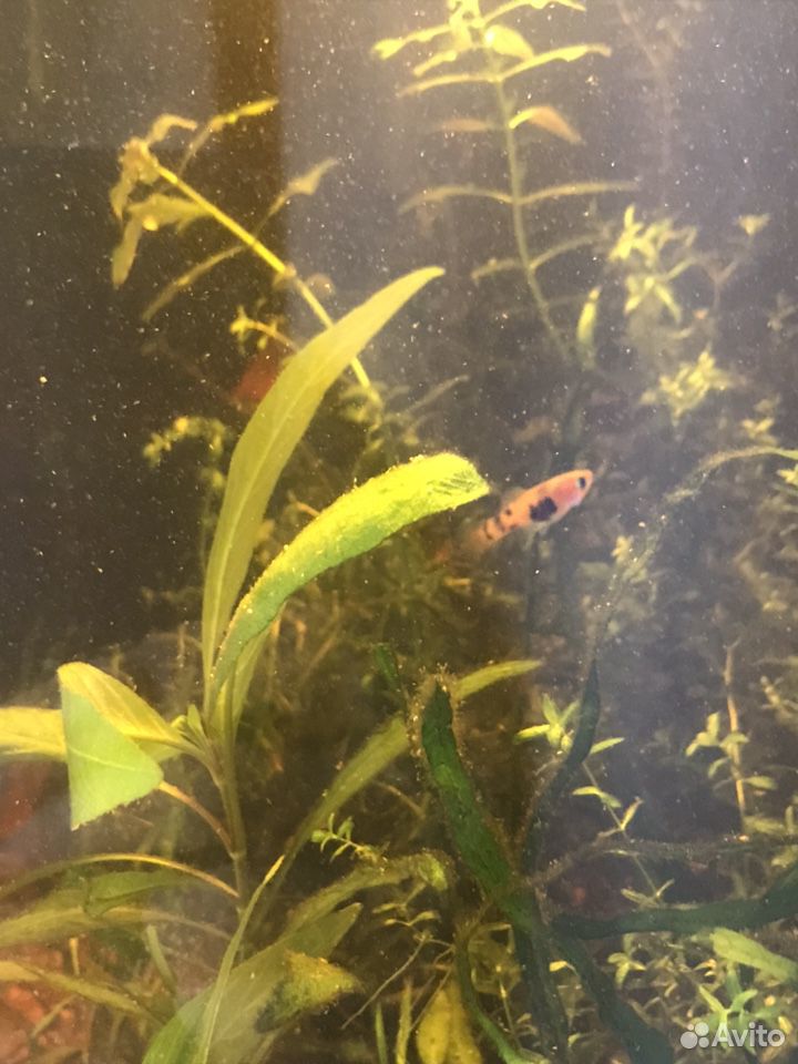 Тигровый меченосец