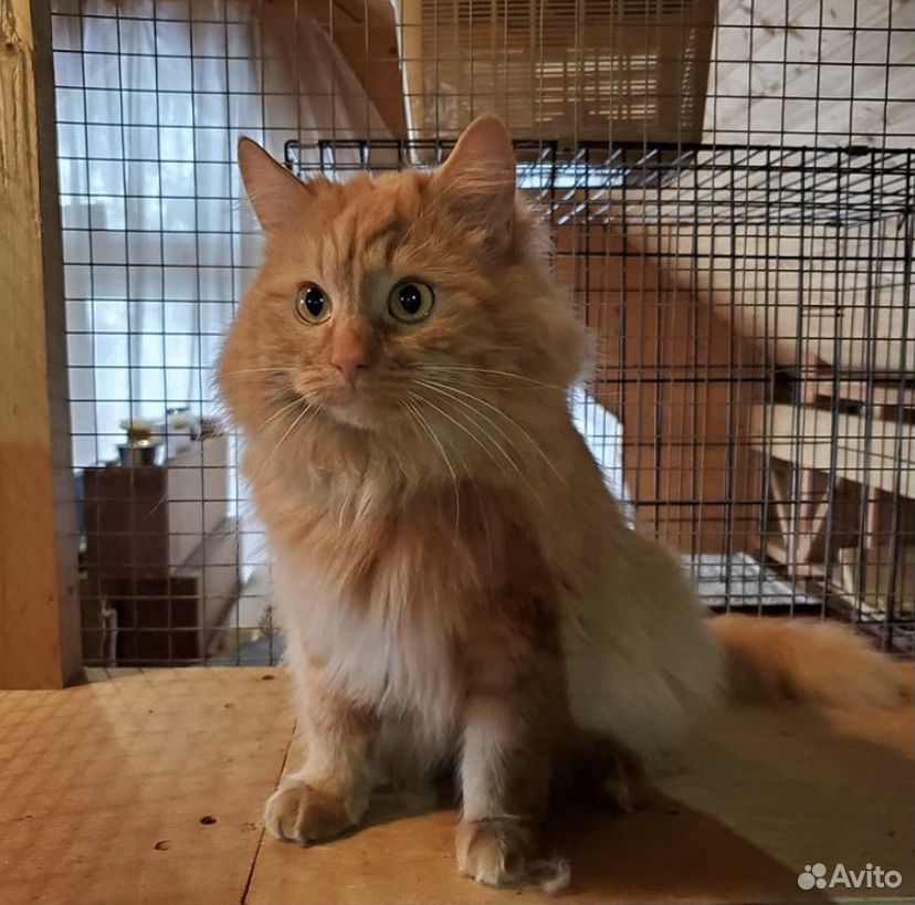 Кот в добрые руки