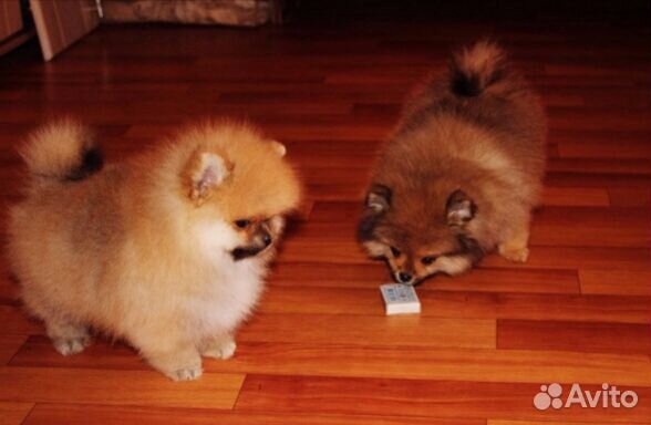 Малышка шпица