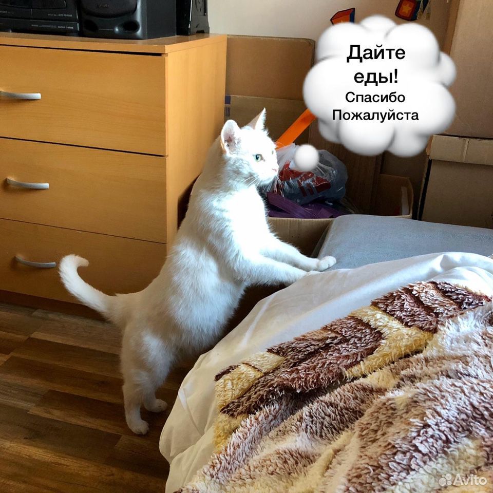 Большой белый кот