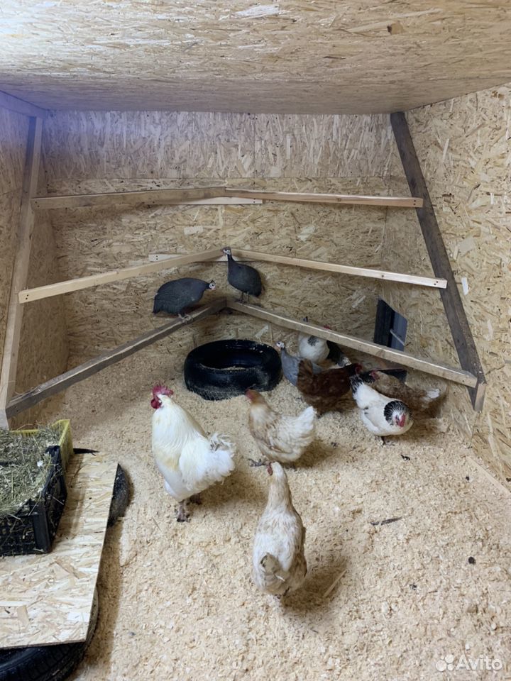 Цесарки обмен или продам