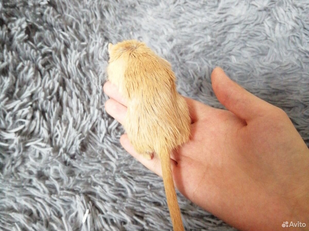 Пещанка