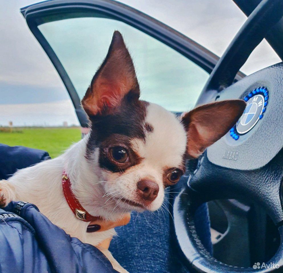 Чихуахуа ищем мальчика для вязки